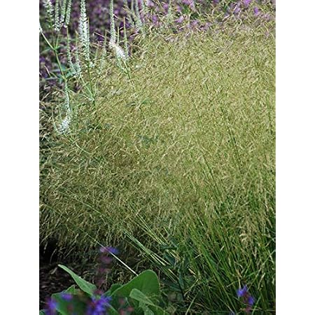 Amazon.com : Perennial Farm Marketplace Andropogon g. 'Blackhawks' (Big ...