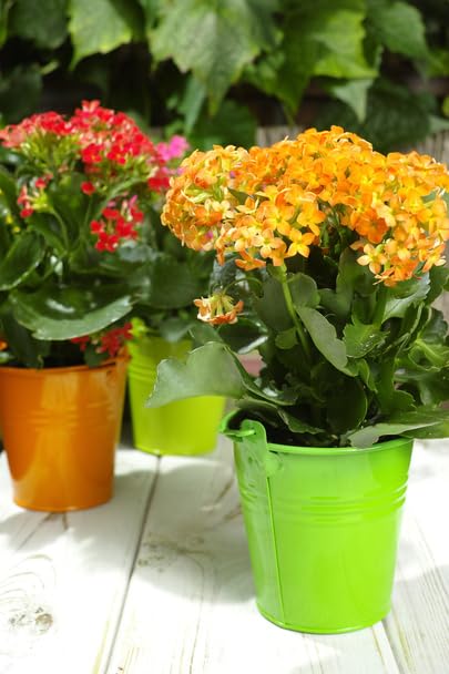 Guruji Plantation Kalanchoe Combo Succulent Kailanko Flower Plant ...