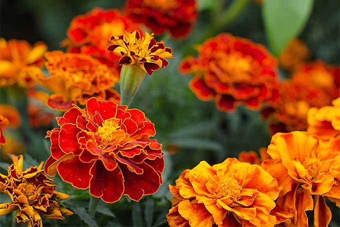 Red marigold live plant | live plant for red mari gold pack of 3 ...