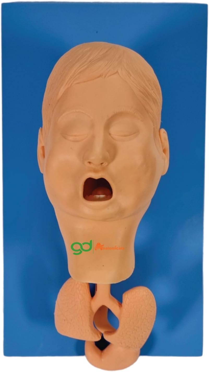 GD ANATOMICALS® Intubation Model | Airway Management Trainer Intubation ...