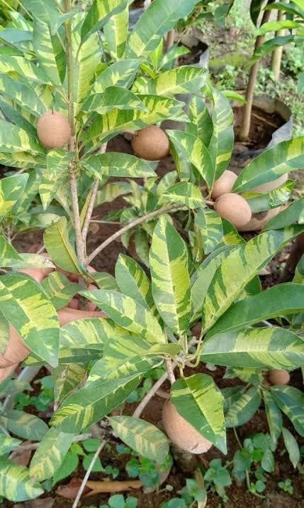 Dwarf Variety Big Size Thailand Variegated Sapota Plant, Chikoo, Chiku ...