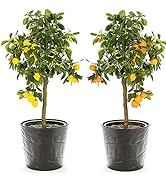 Citrus Collection – Indoor Lemon & Orange Tree Set (2 x 9 cm Pots ...