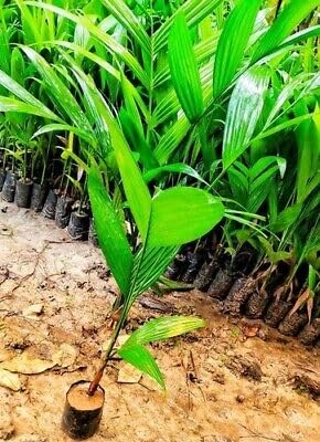 Sky Nursery Betel Nut Tree plant| betel nut supari plant | All Time ...