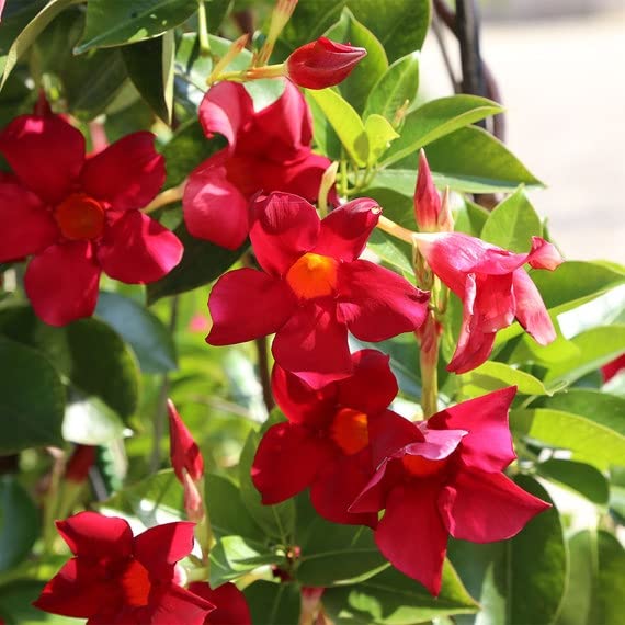 Cloud Farm Mandavilla Red Hybrid Live Plant CF06 : Amazon.in: Garden ...