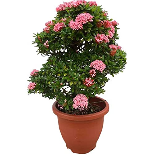 Buy forevergreen New Ixora Mini Dwarf (Pink) Includes Nursery (Pack Of ...