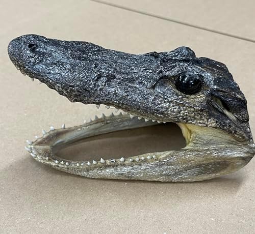 Amazon.com: TG,LLC Treasure Gurus Real Large 16-17" Alligator Head ...