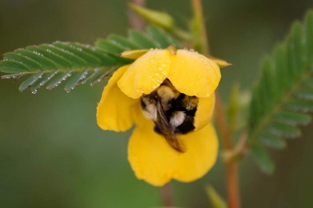 Amazon.com: 300 Yellow PARTRIDGE PEA (Sleeping Plant / Sensitive Pea ...