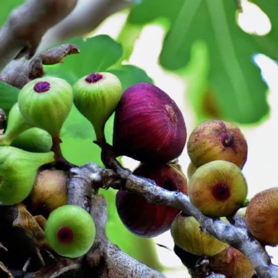 Fig plant tree hybrid original Varaity tree pack of 1 with grow bag ...