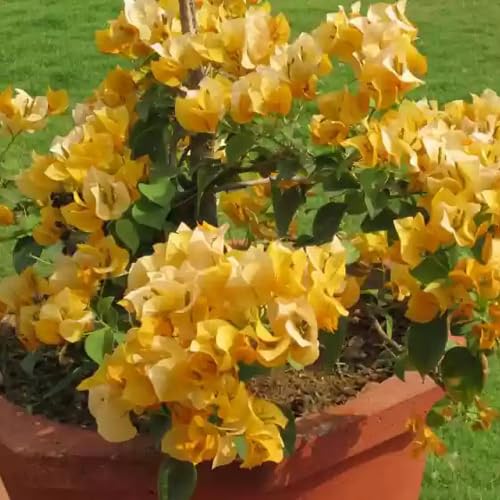 NatureHills Yellow Bougainvillea Flower Plant Yello Kagoj Ful Bagan ...