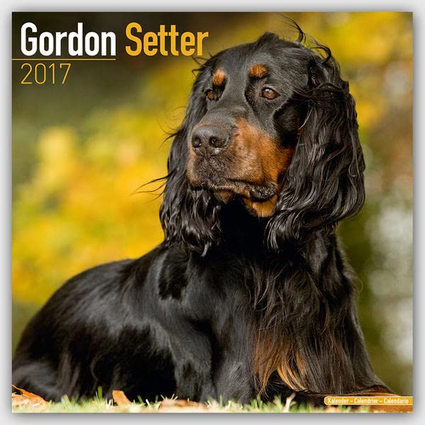 Gordon Setter Calendar 2017 : Avonside Publishing Ltd: Amazon.in ...