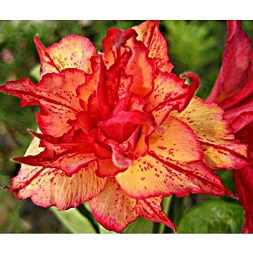 Starline Suman Adenium Live Plant with Beautiful Grafted Flower Orchid ...