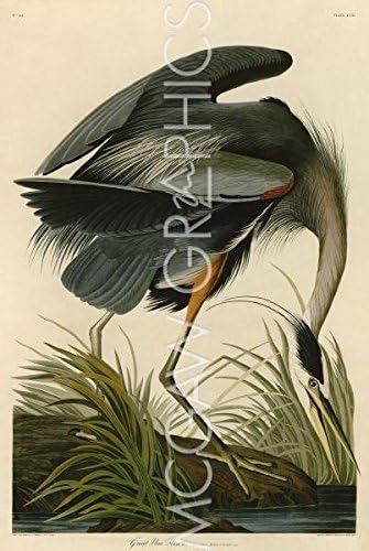 Amazon.com: Bruce McGaw Graphics Great Blue Heron, John James Audubon ...