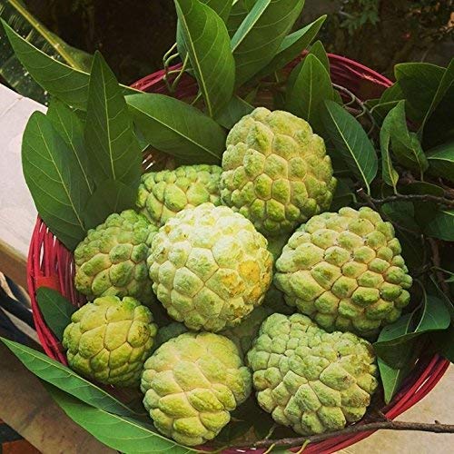 Creative Farmer Seeds Custard Apple Or Shareefa Seed : Amazon.in ...