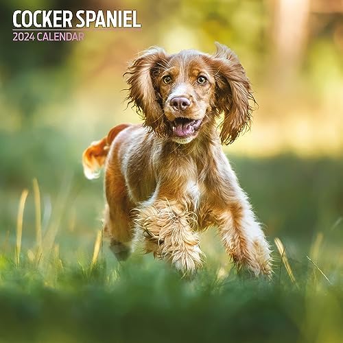 Cocker Spaniel Traditional 2024 Calendar : Amazon.co.uk: Stationery ...