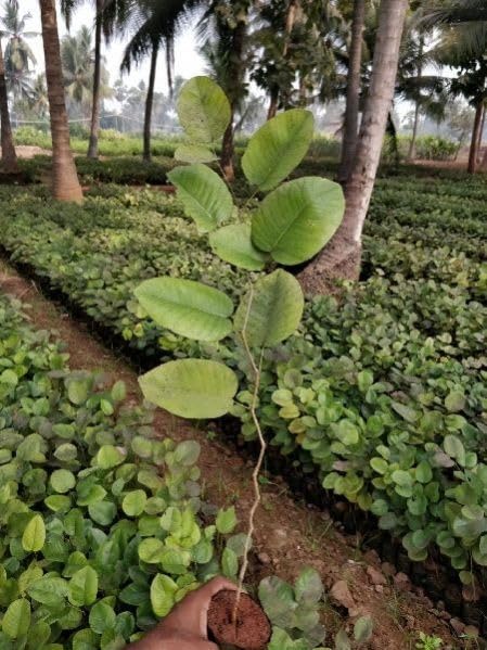 Red Sandalwood Live Plant Red Sandal Tree Native to South India Used ...