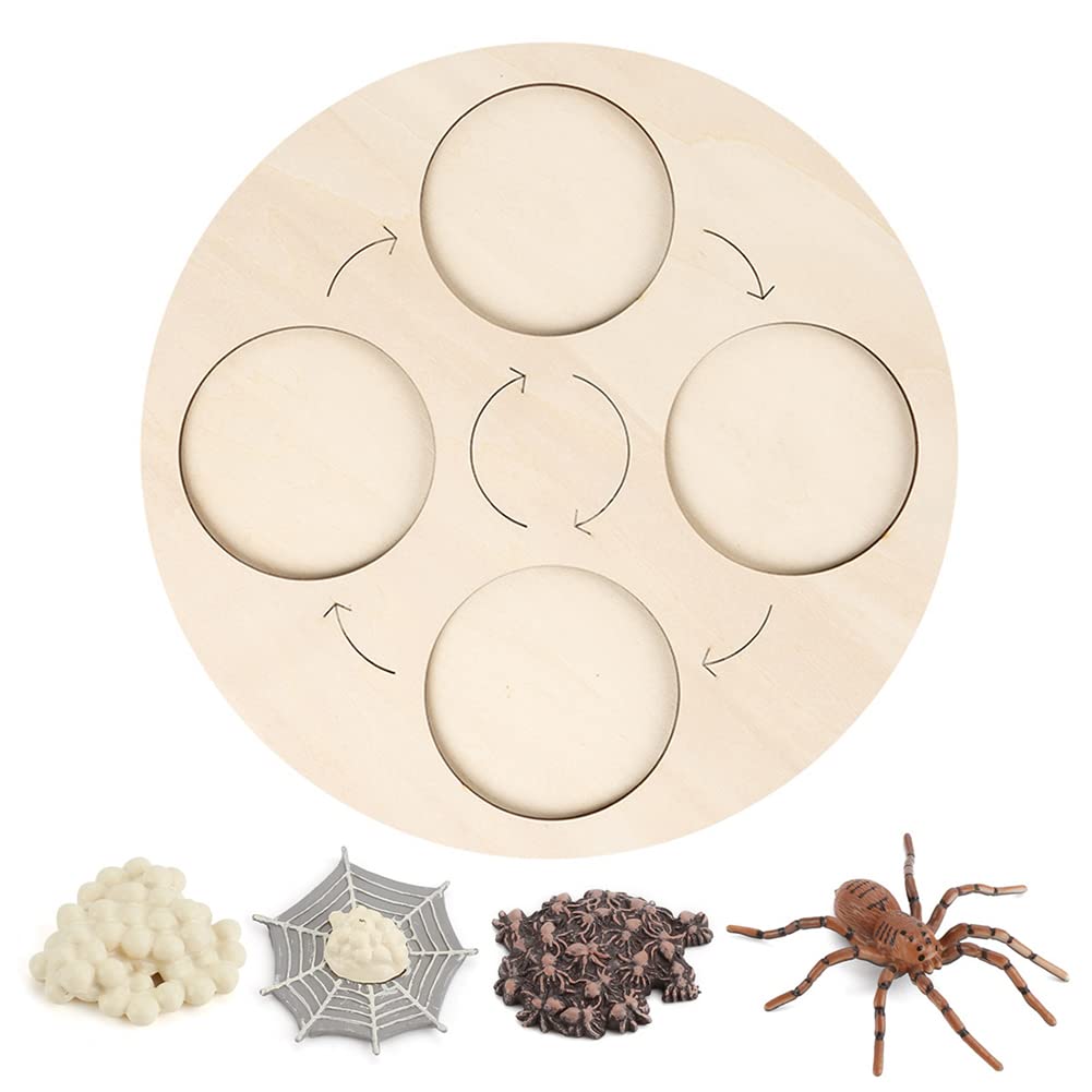 Buy ikasus Spider Growth Cycle,Spider Life Cycle Figurines Kit with ...