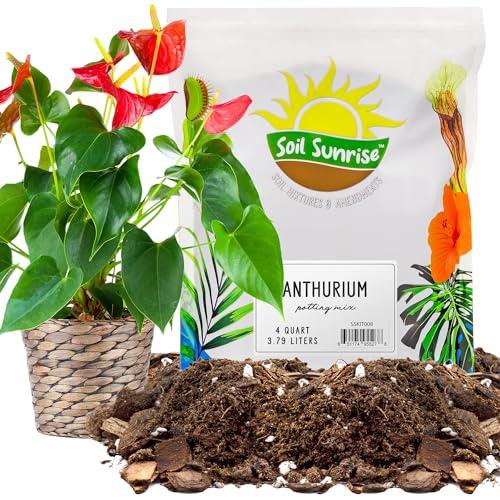 Mastering Anthurium Coriaceum Care for Home Gardeners