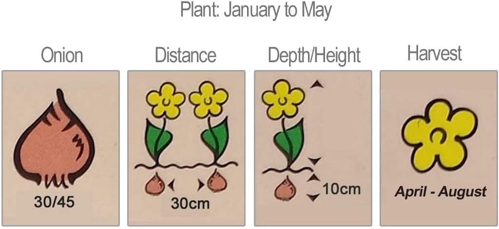 Seed Potatoes Charlotte- Enjoy Delicious Salads – Great to Grow in Your ...