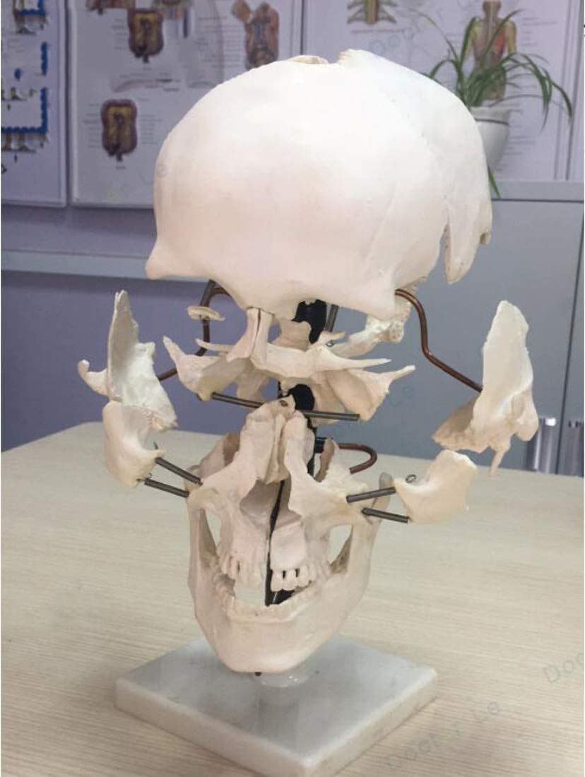 Educational Model Of The Skull Model For Teaching Practice Parts ...