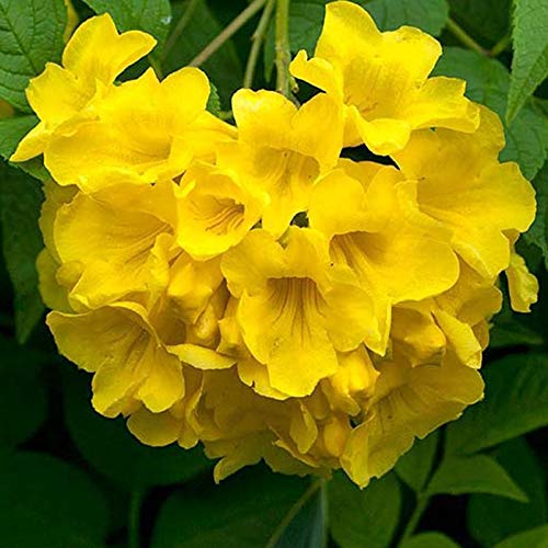 NurseryNature Tecoma GaudiChaudi Plant/Flower Plant : Amazon.in: Garden ...