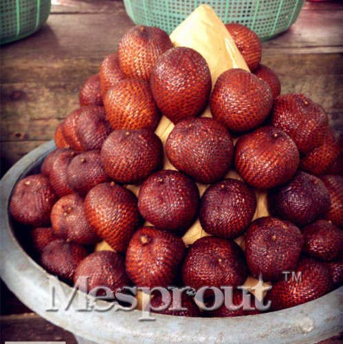 M-Tech Gardens Rare Snakefruit Salak Seeds for Growing (5 Seeds Pack ...