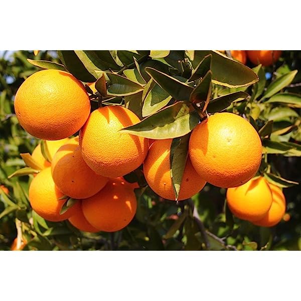 GreenWorld Special All Time Sweet Big Size Vietnam Yellow Malta/Mosambi ...