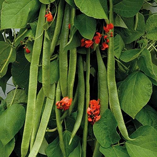 Runner Bean Seeds 'White Lady' Half-Hardy Annual Vegetable Garden ...