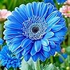 Amazon.com : 200 Blue Gerbera Daisy Artificial Flowers for Planting, Blue Gerbera Daisy Flower ...
