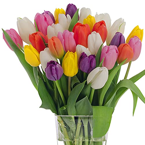 Amazon Best Sellers: Best Fresh Cut Tulips