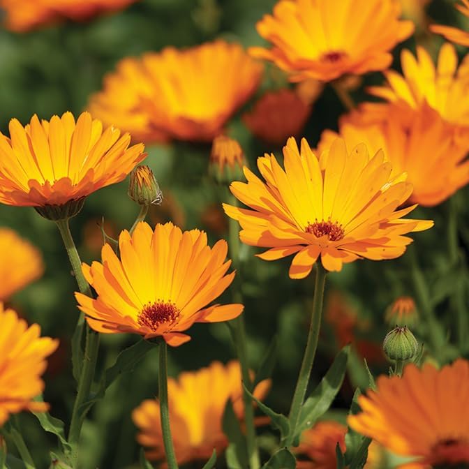 Gardeners Kitchen - Marigold Pot 'Calendula' - 3 x 10cm Plug Herb ...