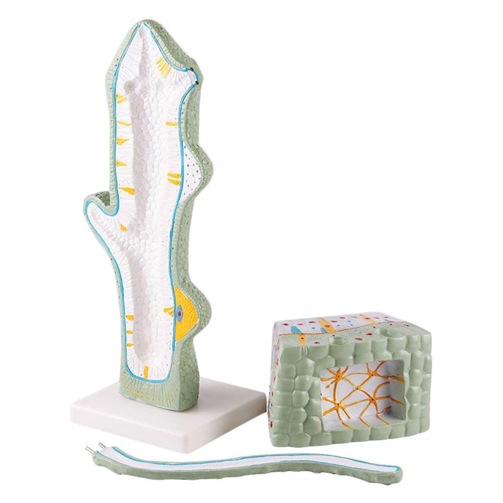 Buy FMOGE Leech Model - Water Margin Tentacle Structure Anatomical ...