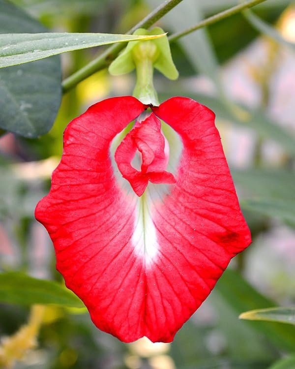 Oxygeen Red Nilkantha Aparajita Flower Butterfly Pea Flower Double ...