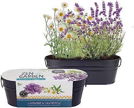 Amazon.com: Buzzy Seeds Chamomile & Lavender | Herb, Plant, Flower ...
