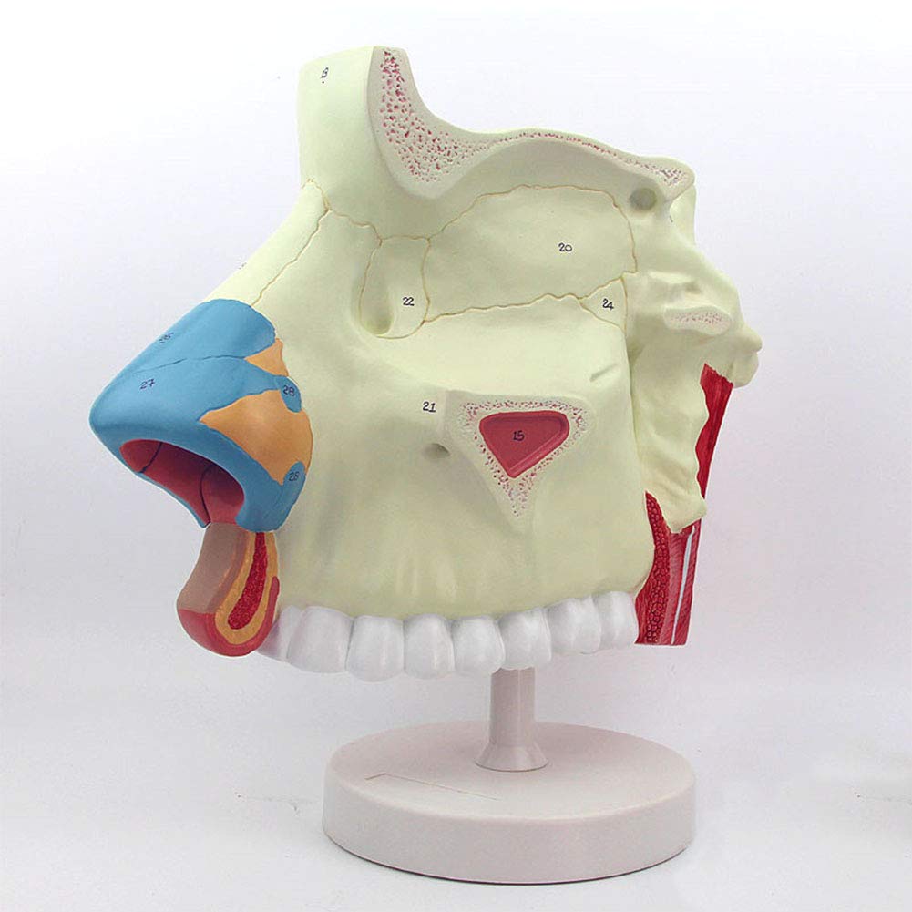 Nasal Cavity Anatomical Model 3 Times Showing The Nasal Bone ...