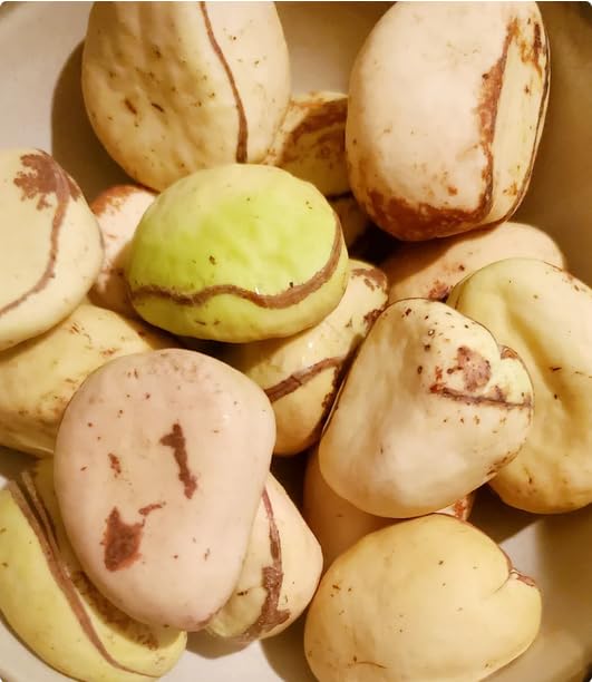 Amazon.com : Lounik African Kola nut, White Obi, Cola Nitida, Kolanut ...