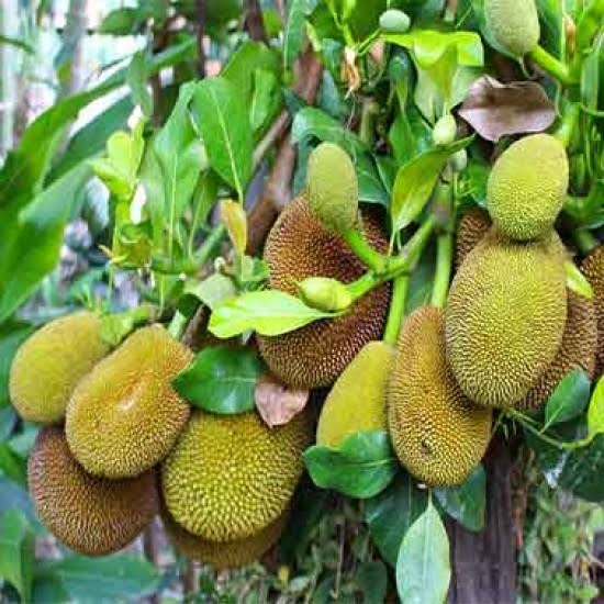 Hybrid All Time Jackfruit plant Pack of 1 : Amazon.in: Garden & Outdoors