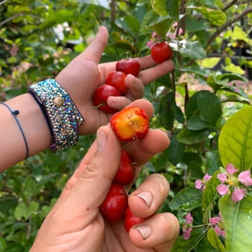 Natura GreenHouse Sweet Cherry Fruit Live Plant Grafted with Grow Bag ...