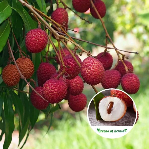 Samrat Agency Litchi Tree Plant Hybrid Grafted - Juicy and Fragrant ...