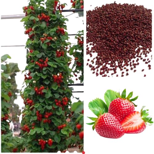 Be-Creative Climbing Strawberry Plant Seeds, Red Sweet Delicious ...