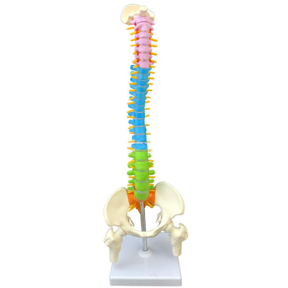 Spine Model 34 Life Size Spinal Cord Model 5 Color | Desertcart GB