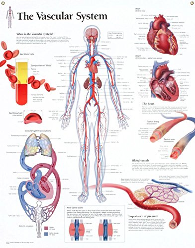 The Endocrine System chart: Laminated Wall Chart : Scientific ...