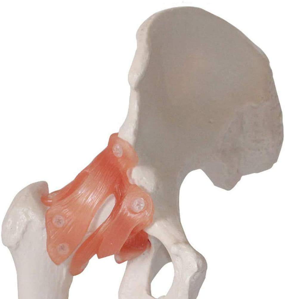 Buy Hip Joint Anatomy Model - Professional Hip Joint Anatomical Model ...
