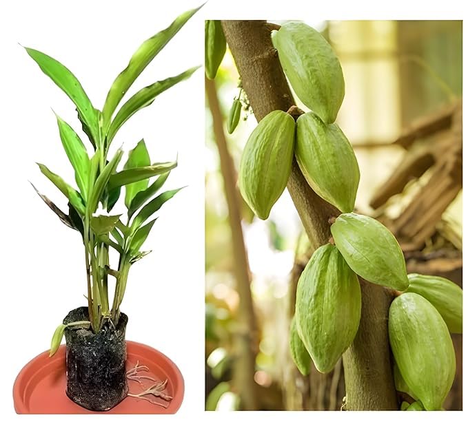 Live Spice Plant (Live Kerala Green Cardamom Choti Elaichi Spice Plants ...