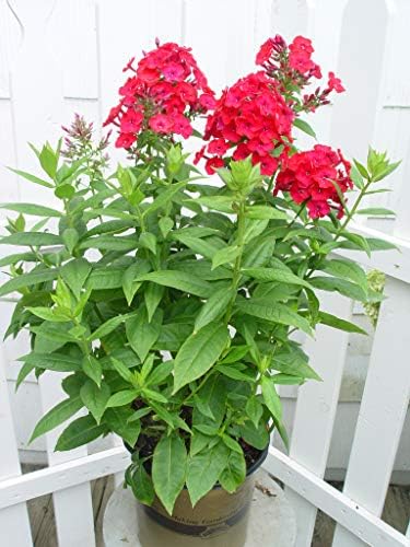 Amazon.com : Live plant from Green Promise Farms Volcano Ruby (Garden ...