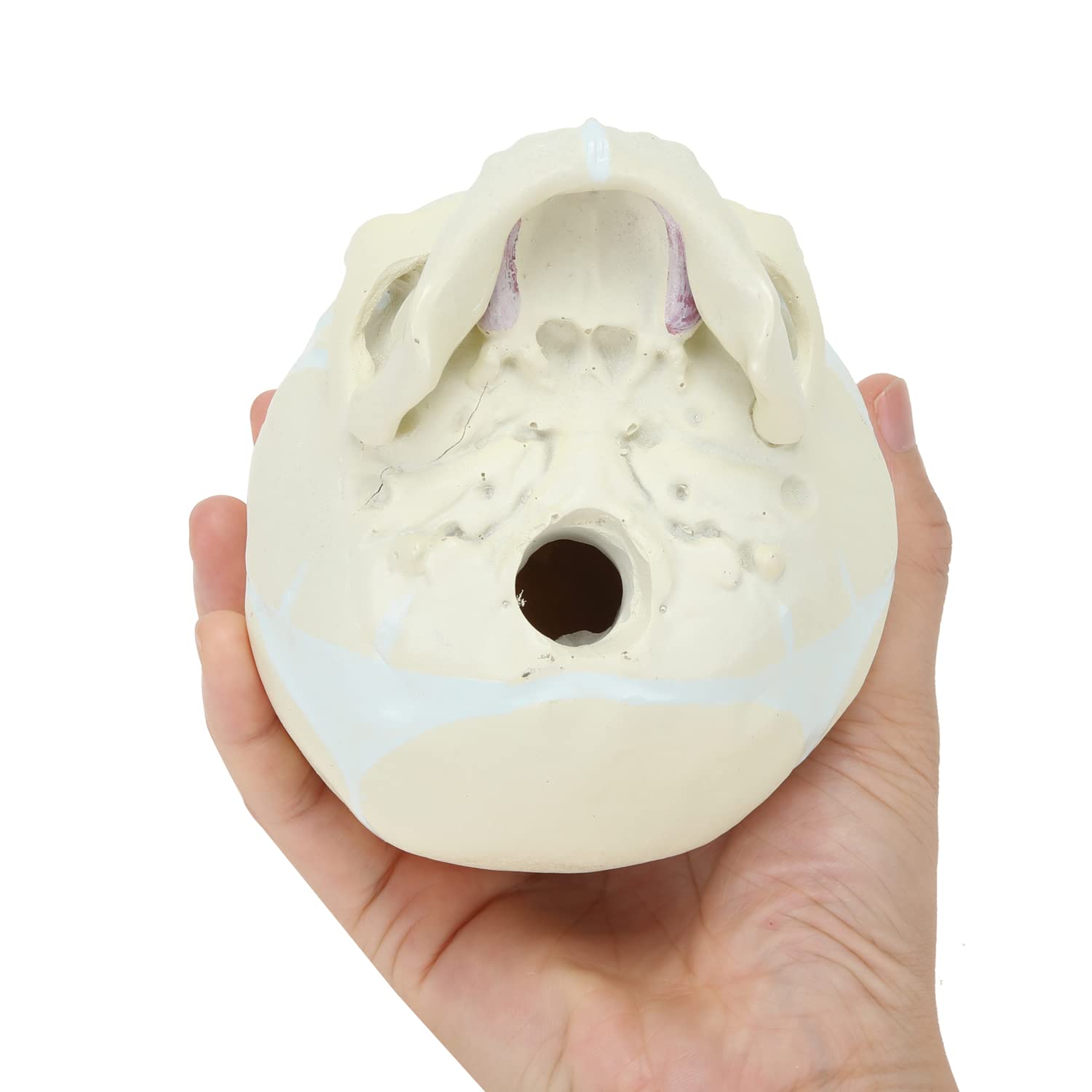 Snapklik.com : Human Infant Skull, Life Size Fetal Model For Medical ...