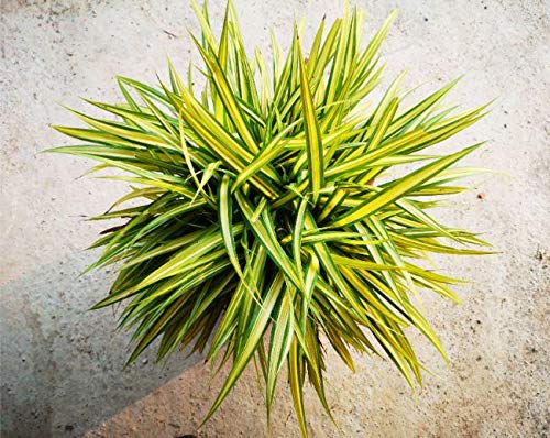 LushGreen Spider Lily Variegated Plant (1 Healthy Indoor Live Plant ...