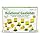Learning Resources Relational GeoSolids (Set of 14) : Amazon.co.uk: Toys & Games