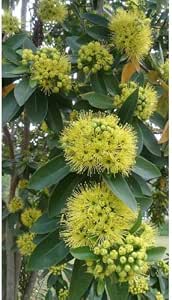 Punarva Camphor Plant : Amazon.in: Garden & Outdoors