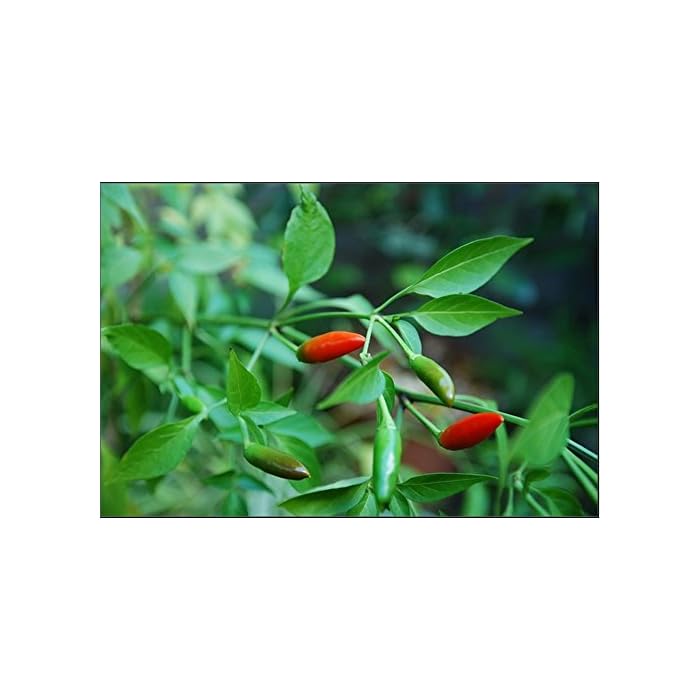 Buy Mall~Kerala : 12 Seeds of African Bird Eye Chilli Hot Thai Pepper ...