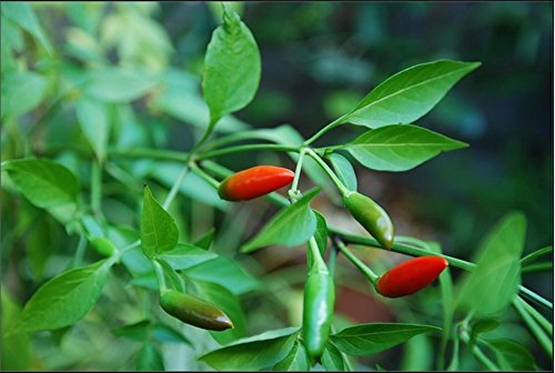 Mall~Kerala : 12 Seeds of African Bird Eye Chilli Hot Thai Pepper or ...